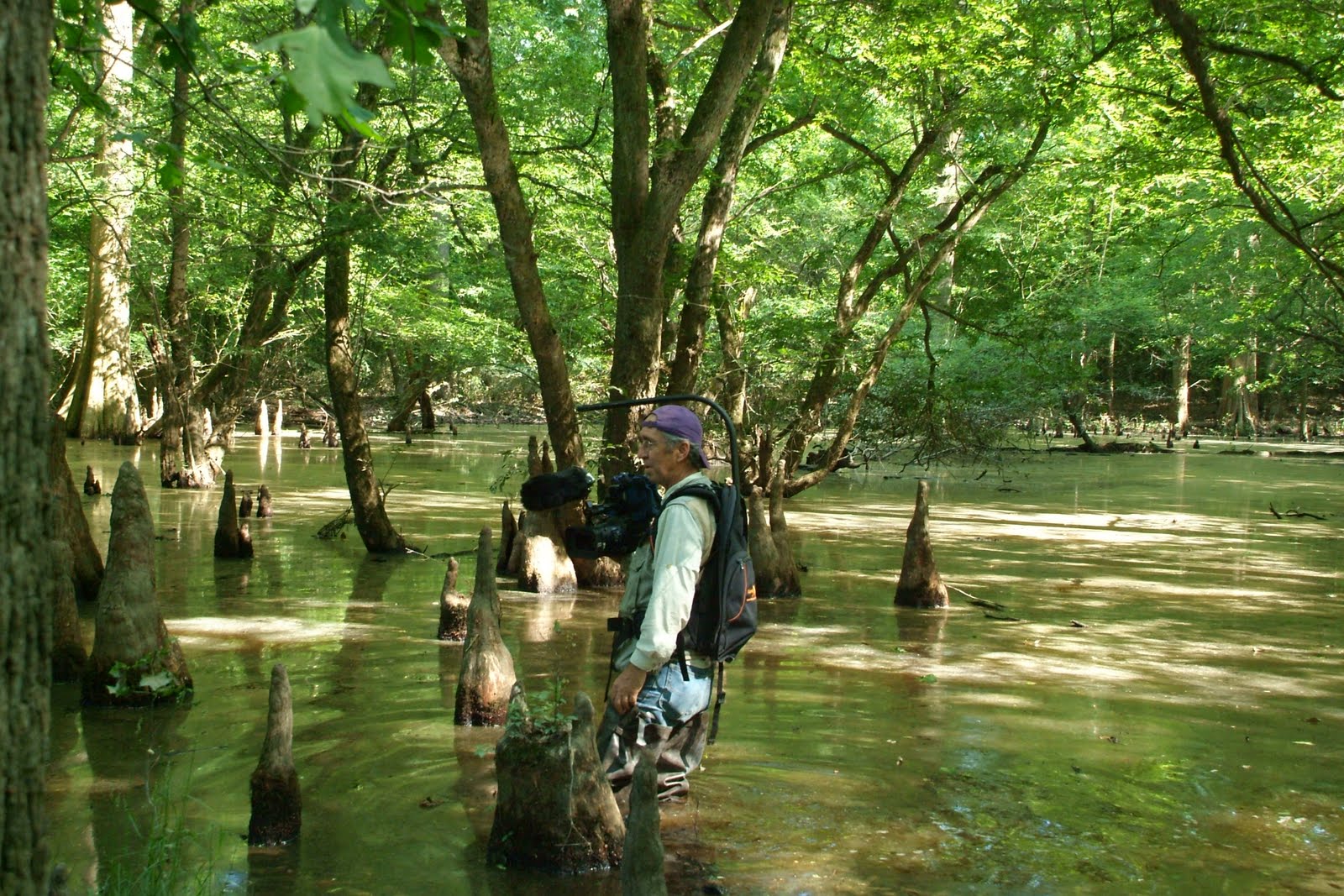 The Creative-Native Project: The Magical Cypress Swamps of southeastern ...