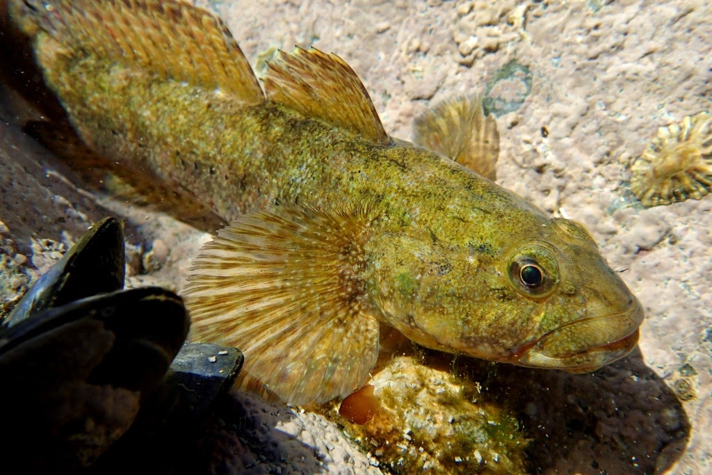 Shoresearch Cornwall Blog: Giant gobies found at Newquay!