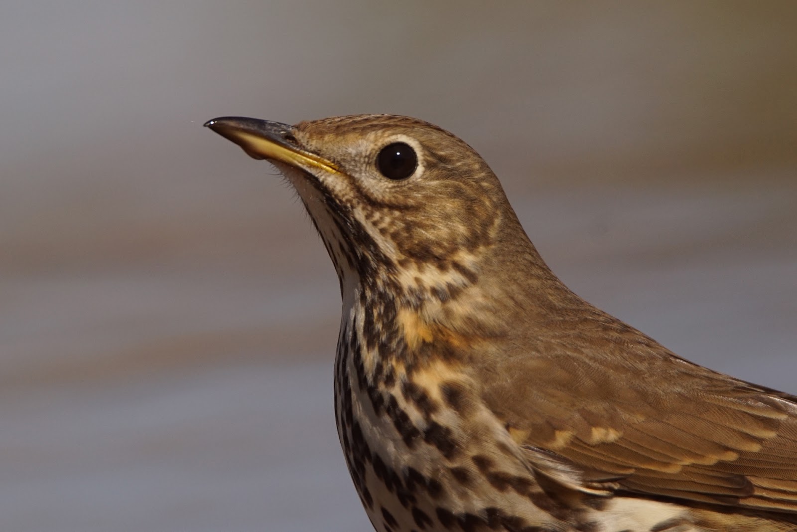 Pasión por las aves: Zorzal común.(Turdus philomelos)