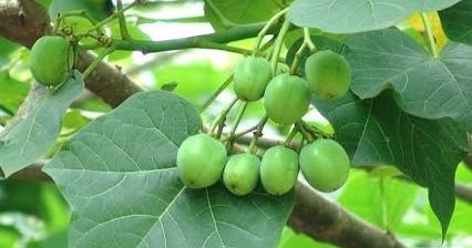 EWÉ ERVAS SAGRADAS ( SAGRED HERBS ): EWE BÒTUJÈ FUNFUN