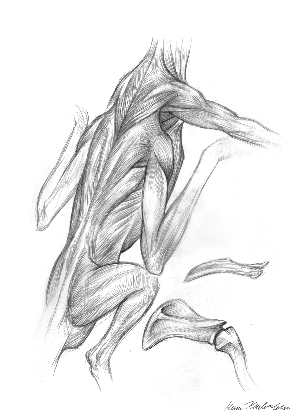 Graphite Dragons: Dragon Dorsal Anatomy