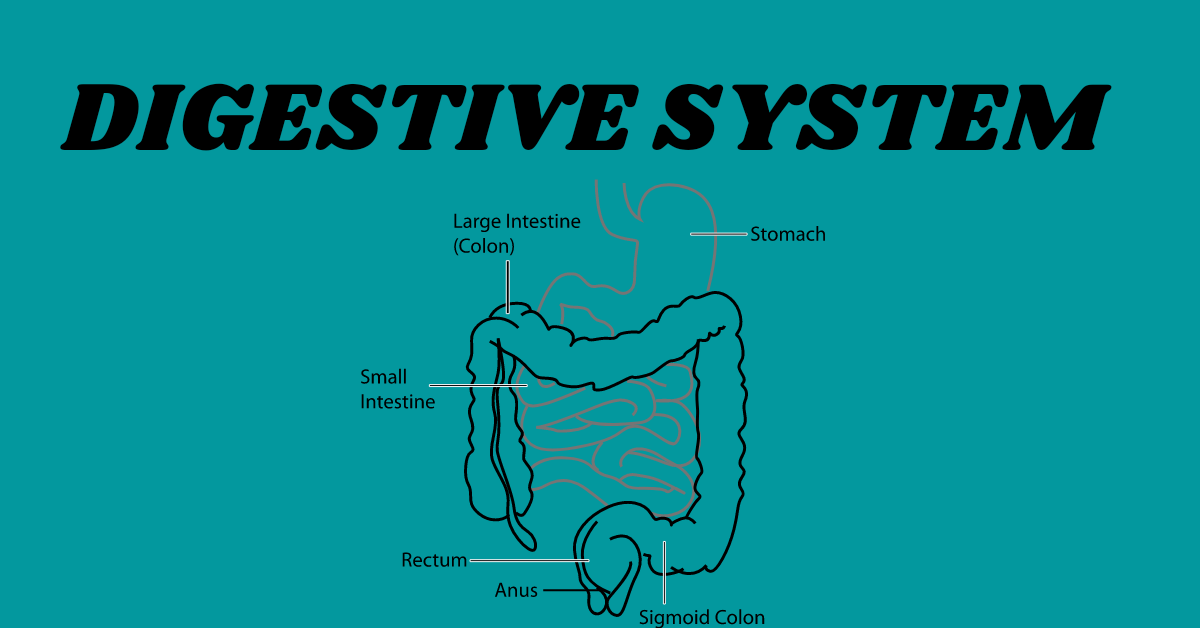 Digestion And Excretion Mrs Smallwood39s Science Site