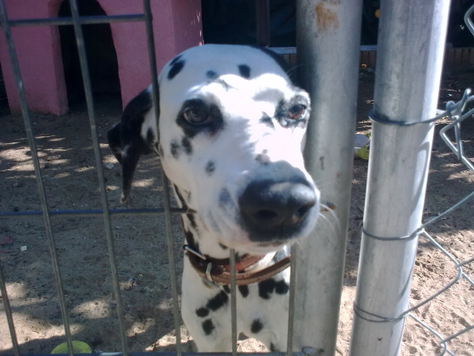 PERROS AGRESIVOS DEL MUNDO