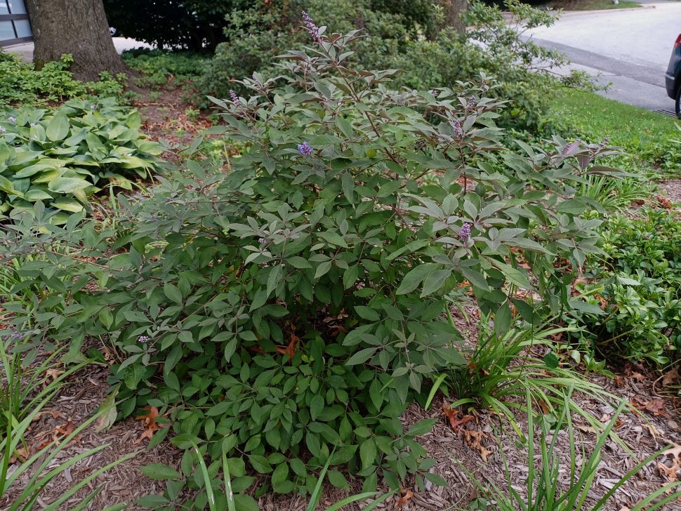 Future Plants by Randy Stewart: Vitex - the Chaste Tree family