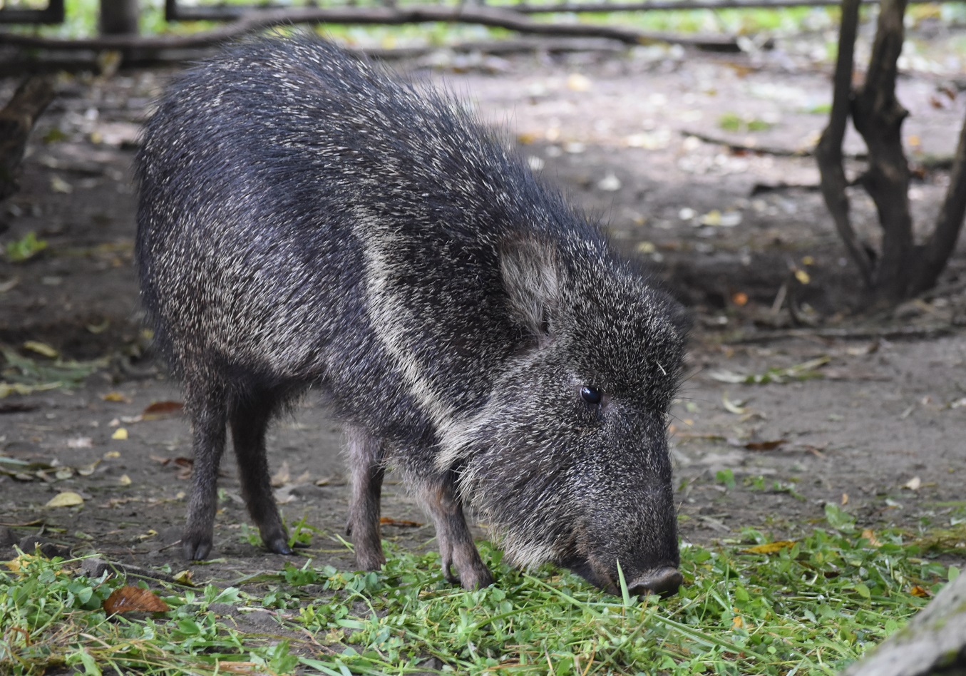 ZOOTOGRAFIANDO (6.100 ANIMALS): PECARI DEL CHACO / CHACOAN PECCARY ...