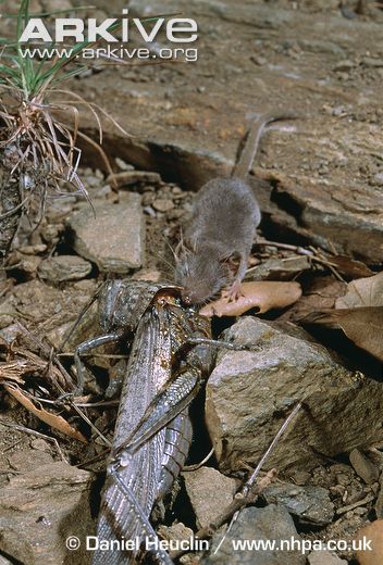 Variety of Life: Suncus