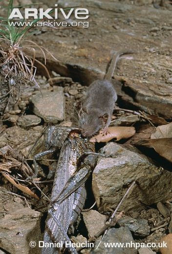 Variety of Life: Suncus