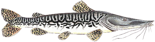 Surubim - Diferenças entre Pintados, Cacharas e Caparari - Laus Pesca