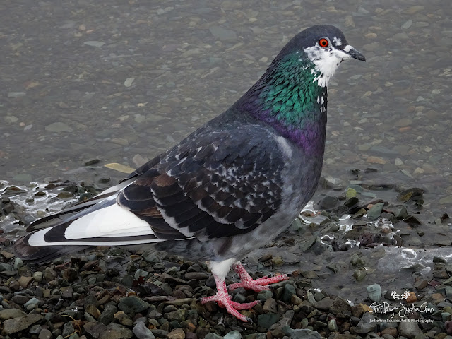 19 Pretty Pigeon Photos for 2019 + Video - ArtByJudieAnn