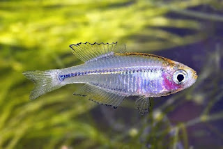 INDONESIAN FRESHWATER FISH COMMUNITY - IFFC: RAINBOW II
