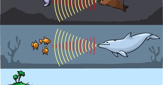 What is echolocation? How do bats navigate without eyes and sonar explained