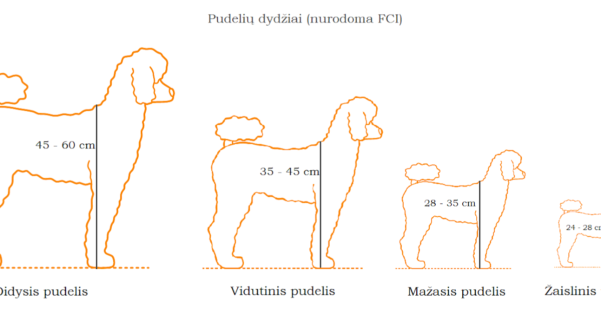 Pudelis - 1, dydžiai - 4