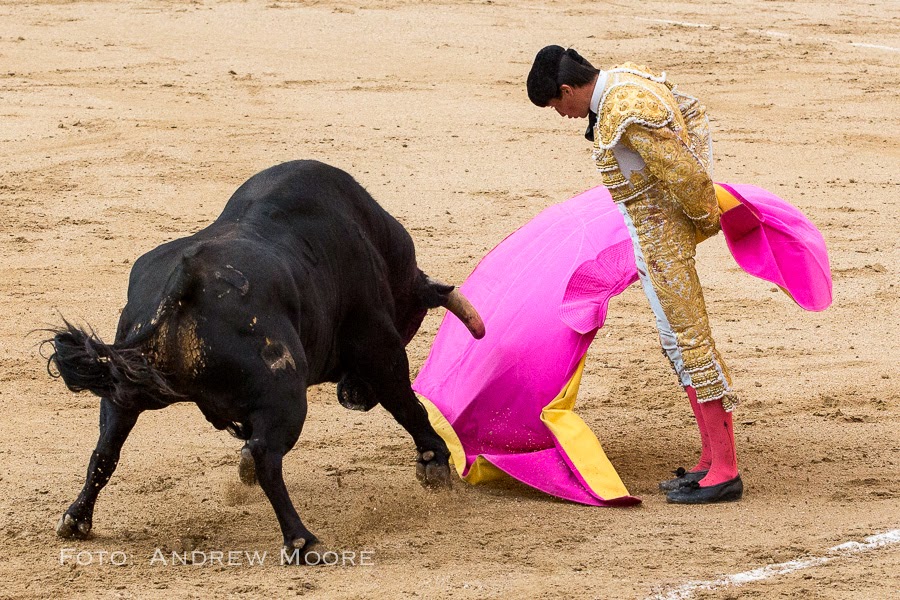 Del toro al infinito: ILUSTRADO, DE EL MONTECILLO, NOVILLO DE BANDERA ...