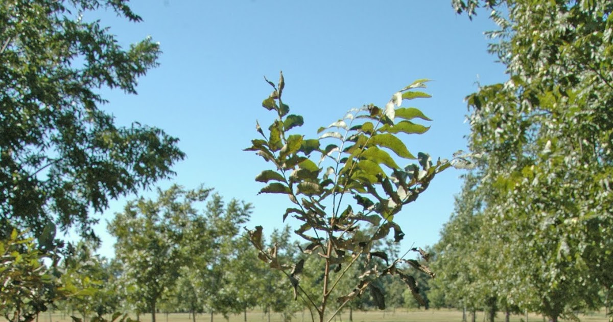 Northern Pecans: Fall pecan tree planting