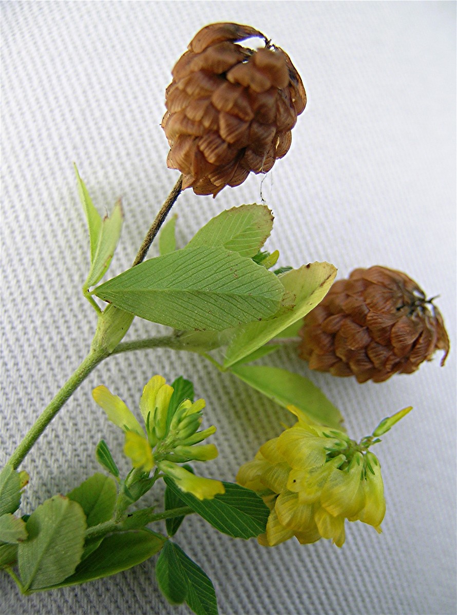 Recollecting Nemasket: The Pratt Farm as Botanical Garden