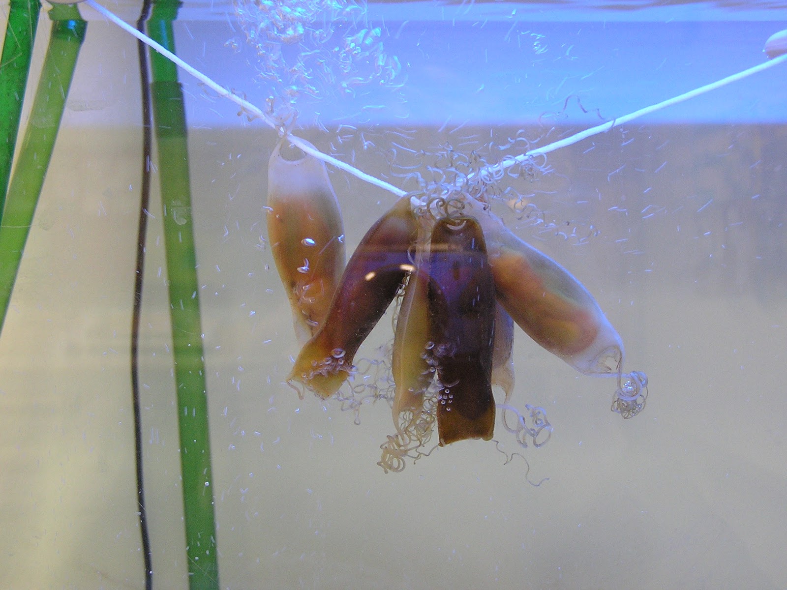 SEA LIFE Timmendorfer Strand: 2012-01-22