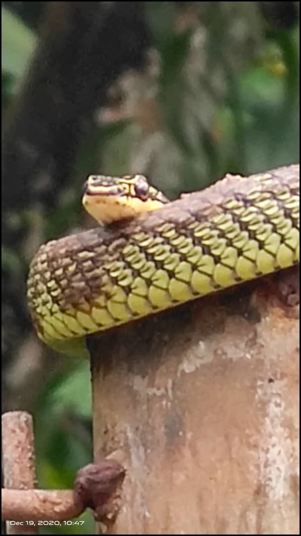 Simple Living In Nancy: Golden Tree Snake