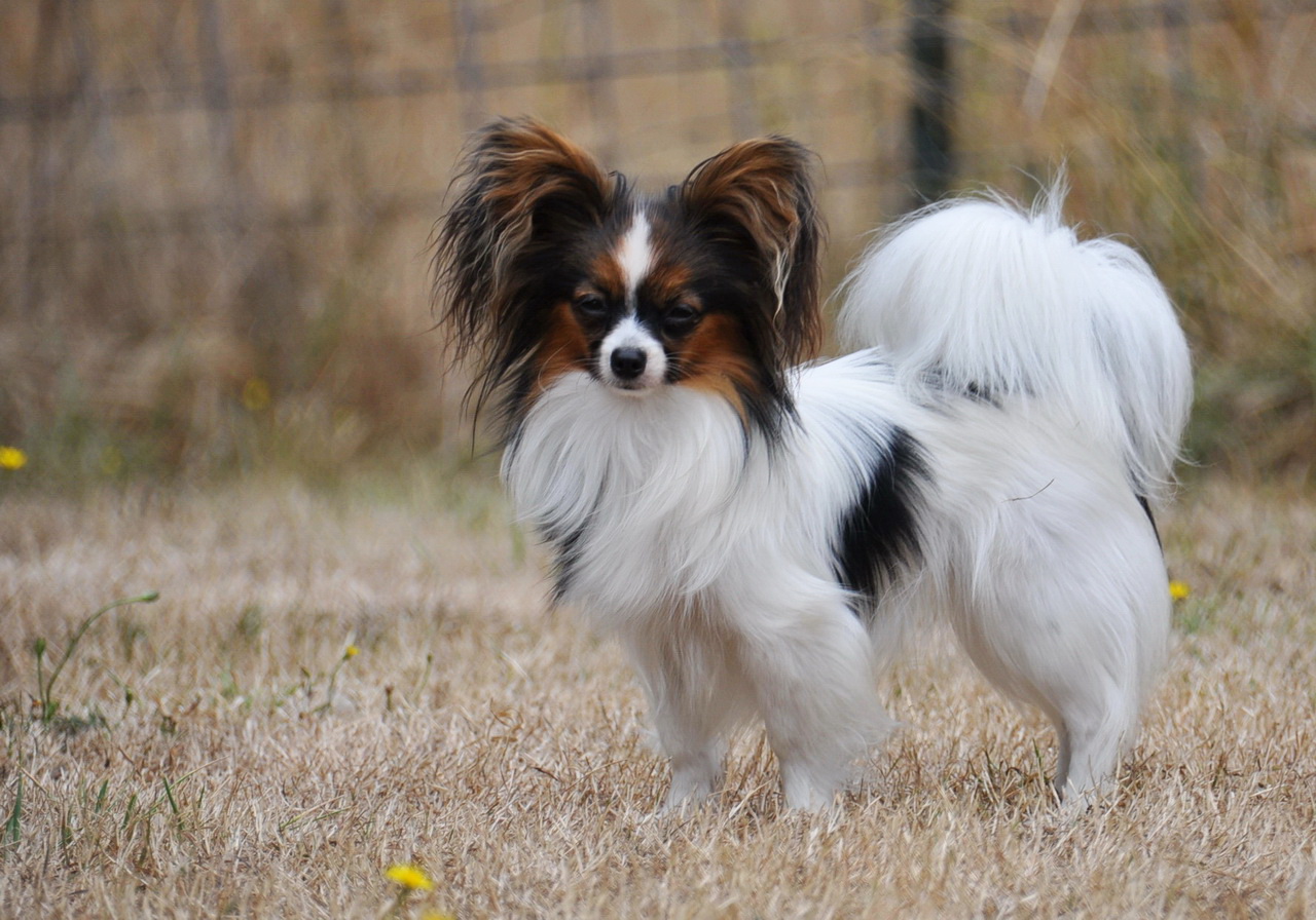 Road's End Papillons : 1 Year old Papillon Girl