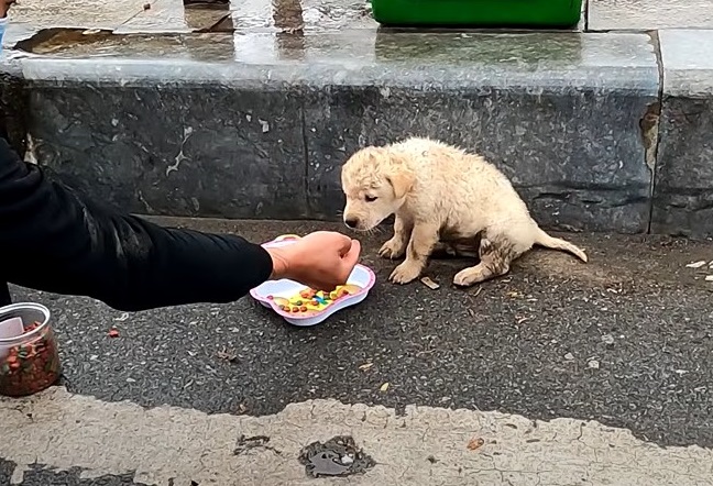 Puppy Gets Rescued After Being Abandoned By His Owner