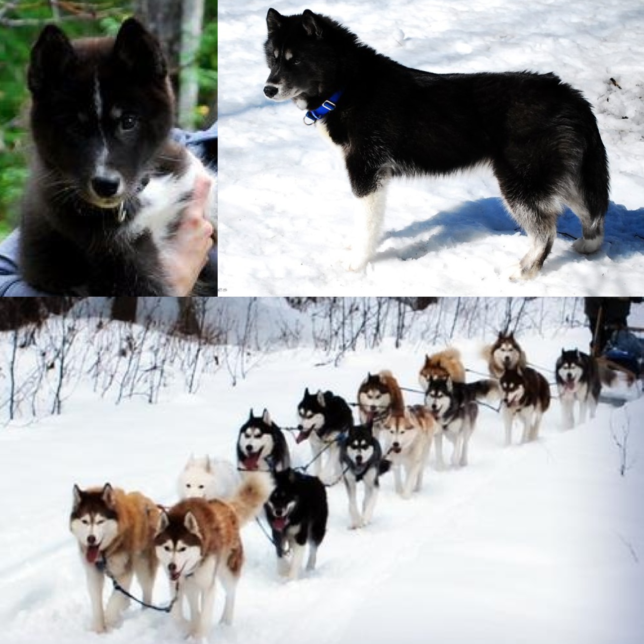 SILARI SIBERIANS