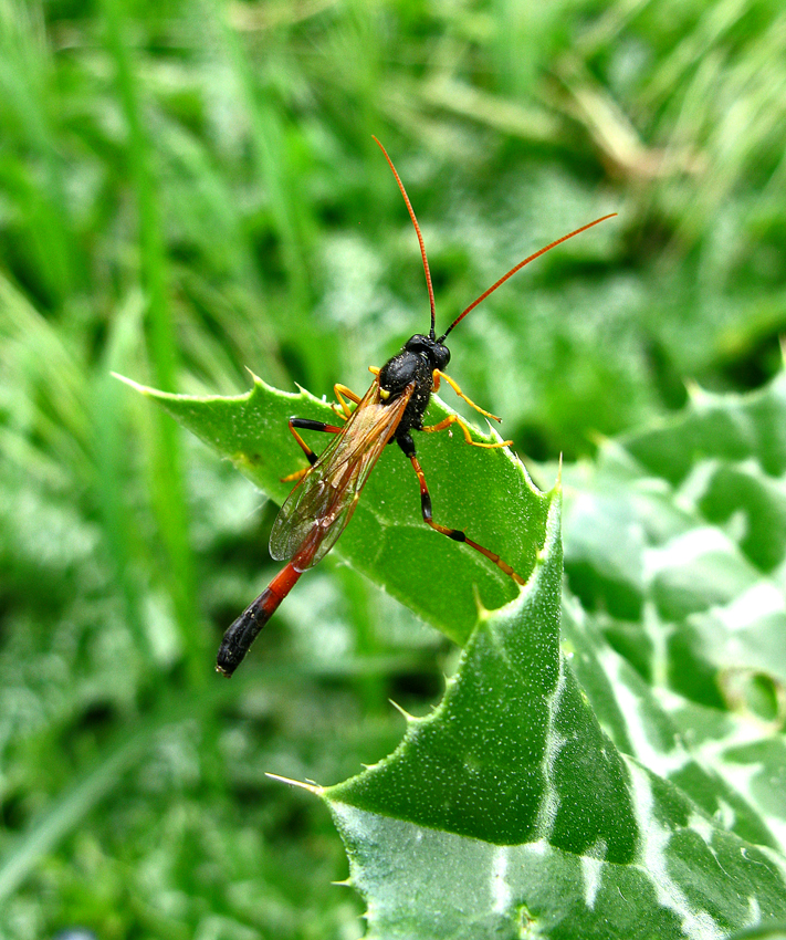 La Faunia de Helena: Insectos