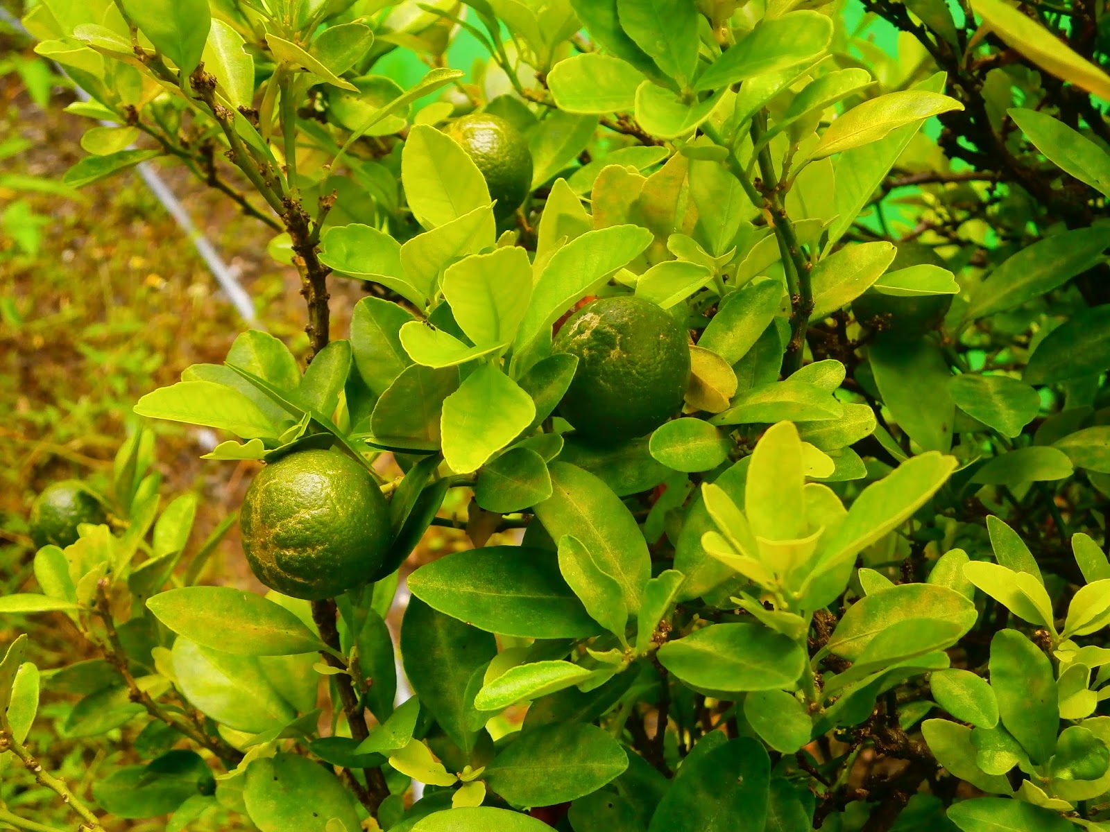 3 Ways To Use Calamansi (Calamondin) - Delightful Illusions