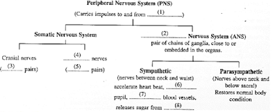 Selina Concise Ch 8 The Nervous System ICSE Solutions Class 10 Biology