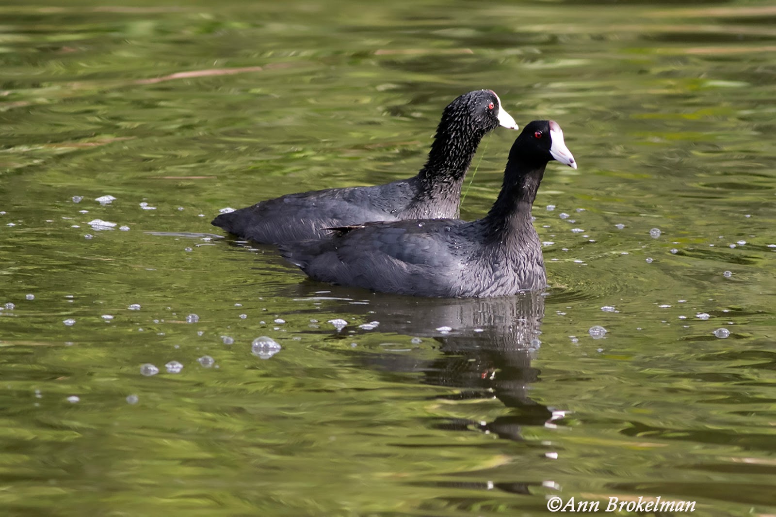 Ann Brokelman Photography: American Coots - Florida
