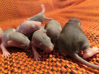 Nau speak: Baby Rat Growth & Development Part 1: the first 10 days