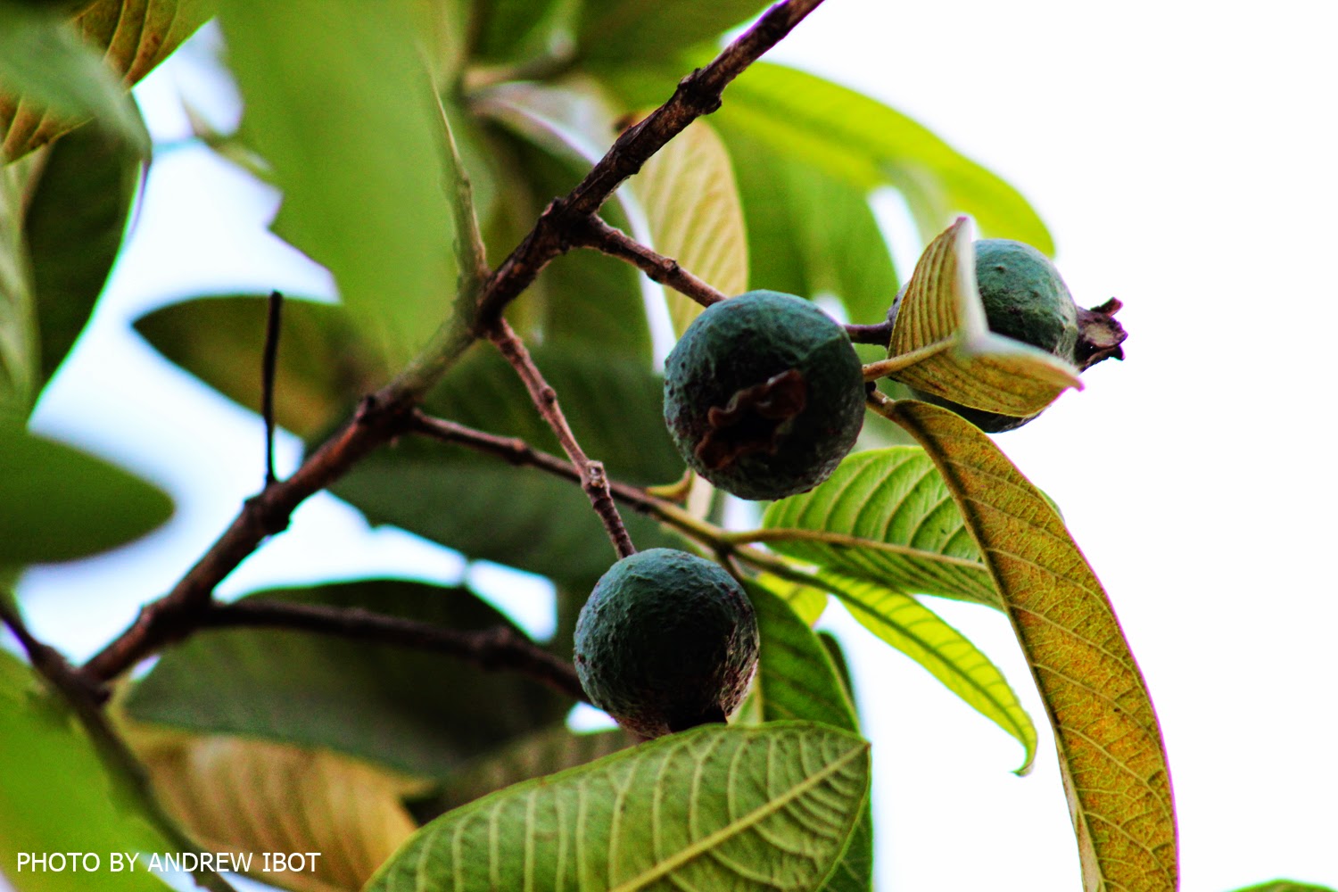 Ako si ANDREW IBOT!: Bayabas (Guava) Uses, Health Benefits and Preparations