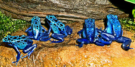 The Presurfer: Most Poisonous Frogs On The Planet