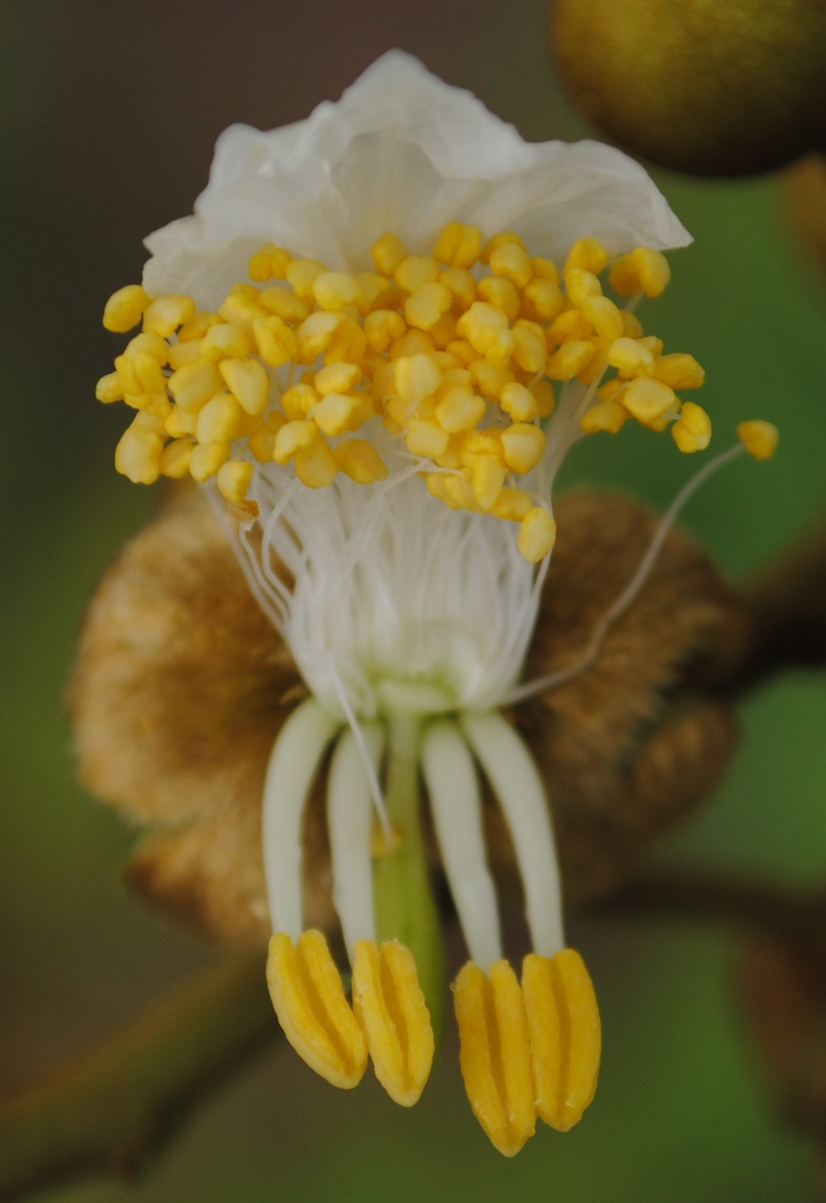 Fabaceae - Leguminosae no Brasil: Swartzia