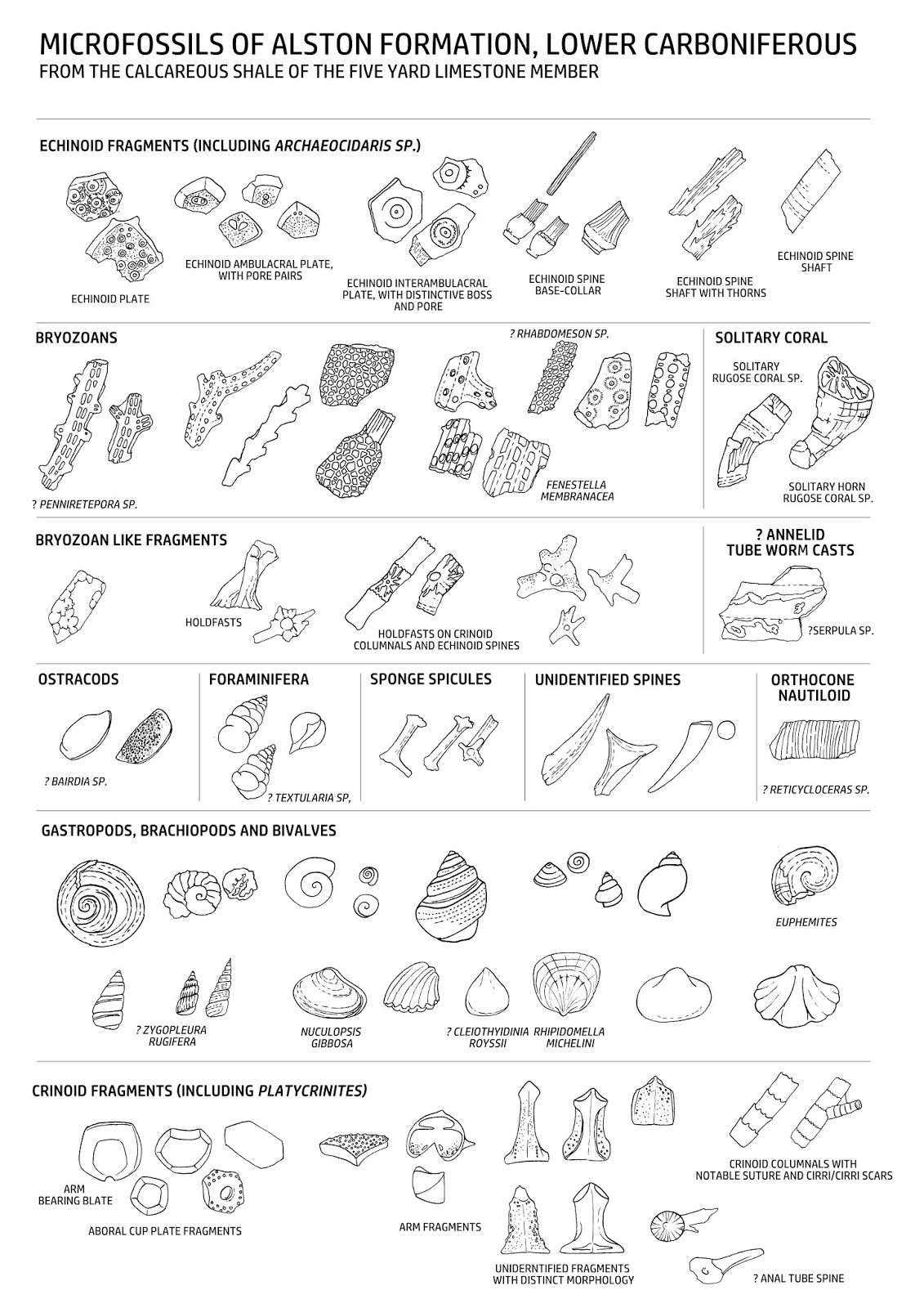 Microfossil Slides I : Collecting to Mounting