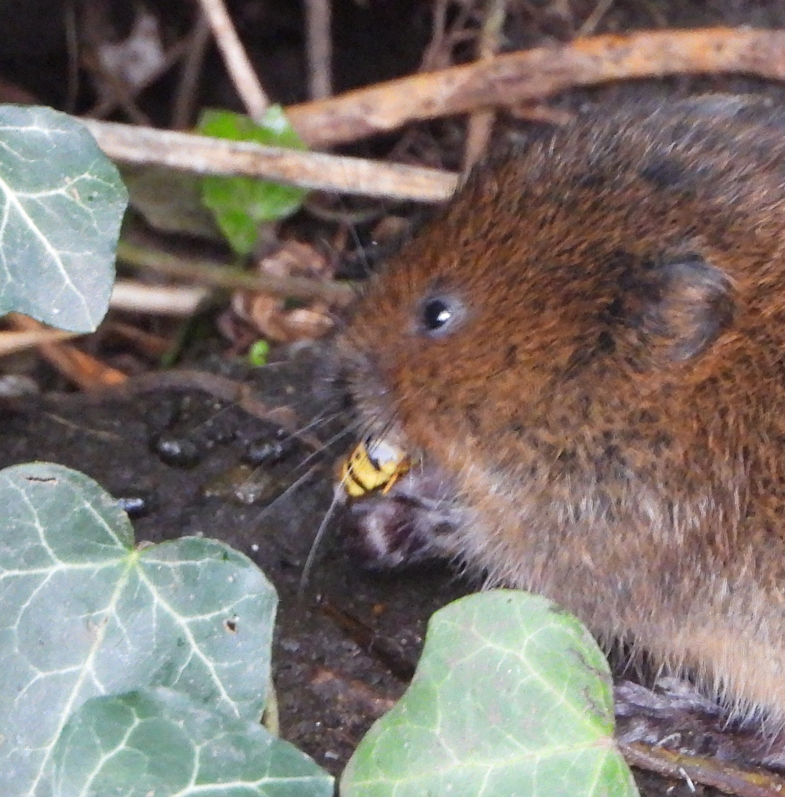 About a Brook: A New Behaviour? Water Vole Eating an Insect