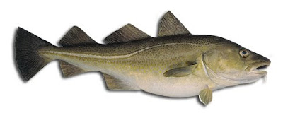 ARKTIS FISCH: COD