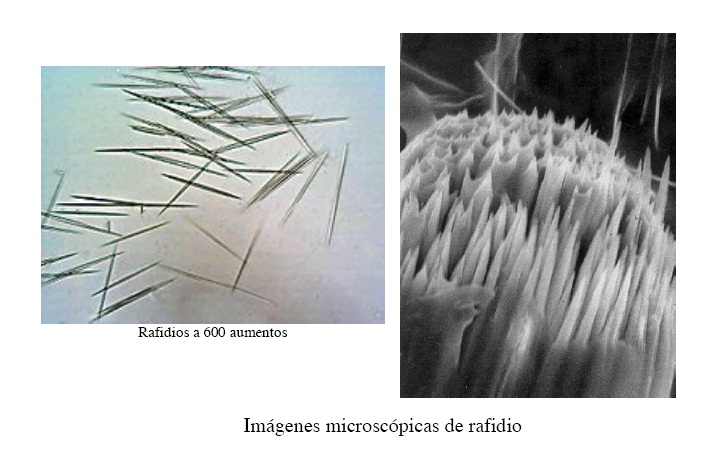 Horticultura y Cultivos ornamentales: Plantas con Oxalato de Calcio en ...