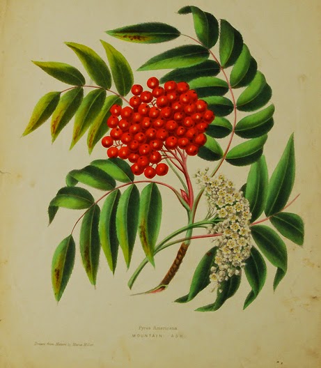 VICTORIAN CHARM AND COLONIAL RIGOR: SCHREIBER, HOPKINS AND EARLY FEMALE ...