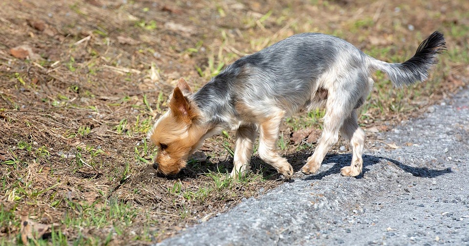 Synevovet - totul despre animalele de companie: Cat de departe pot ...