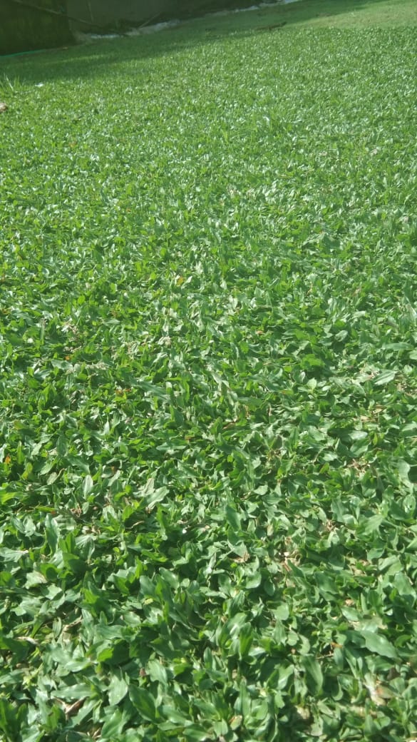 JUAL RUMPUT JEPANG UNTUK KIRIMAN PANDAAN JATIM 5000 M2 JANUARI TAHUN ...