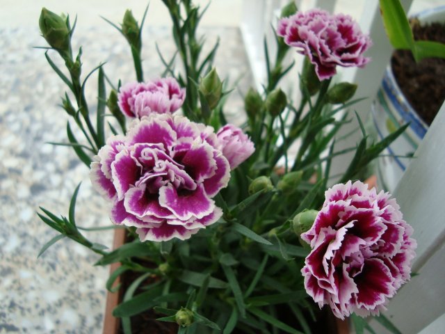 El JARDÍN DE GAIA: El Clavel...