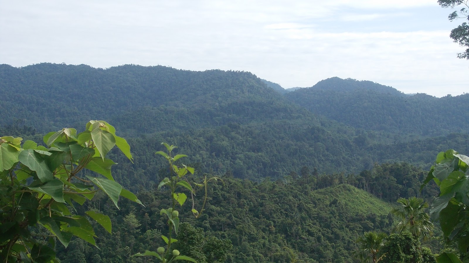 Halmahera Jungle Trekking and Bird Watching: HALMAHERA JUNGLE TREKKING ...