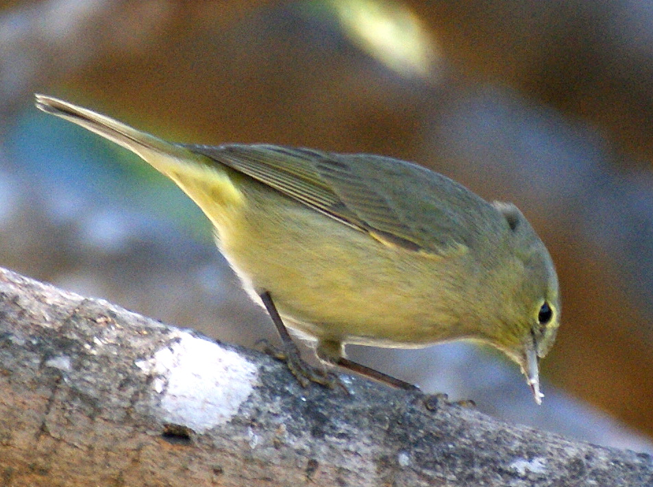 SE Texas Birding & Wildlife Watching: Our Winter Warblers