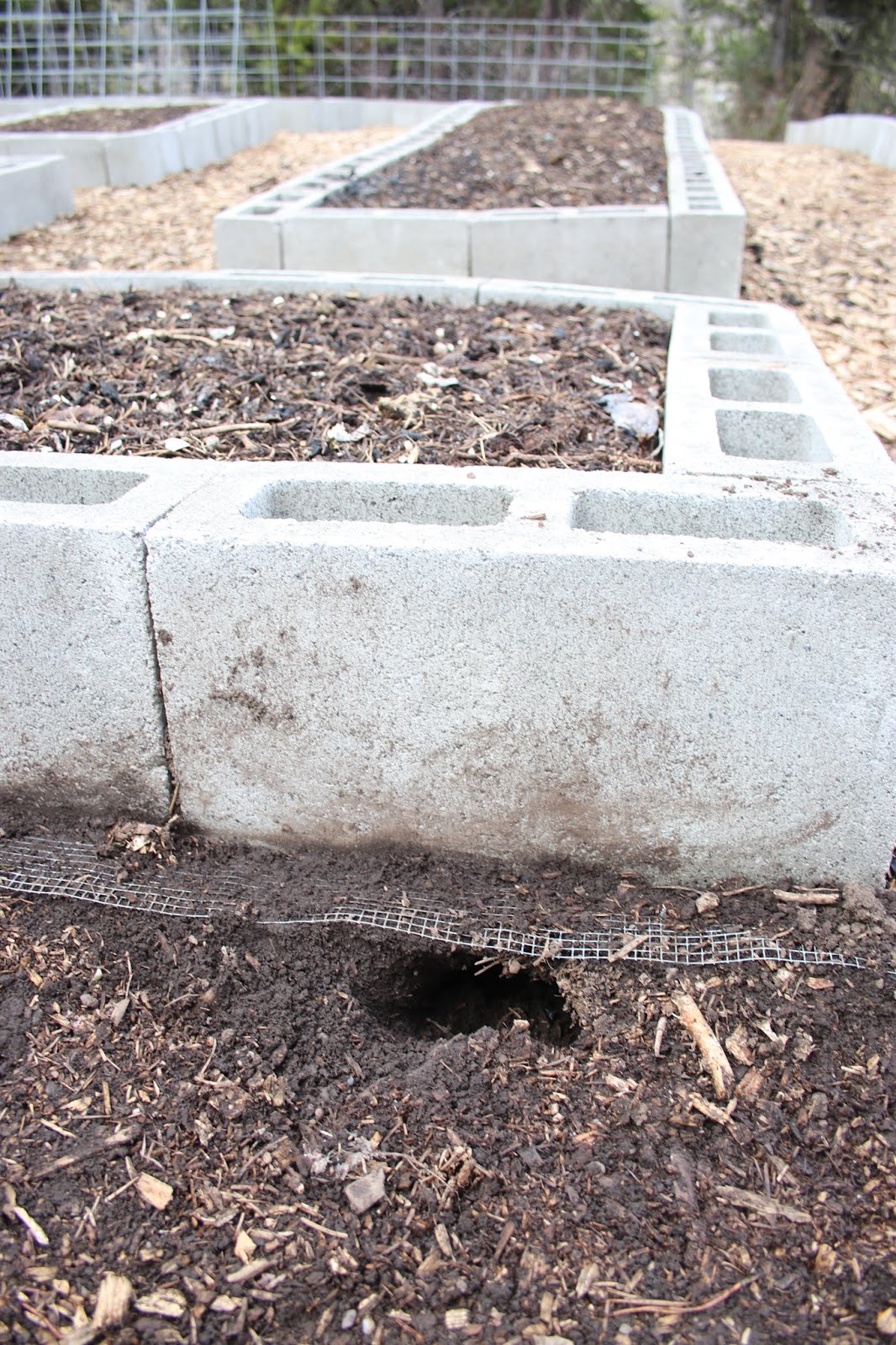 Fy Nyth...: Tiny House Garden - Is the Gopher Proofing Working?