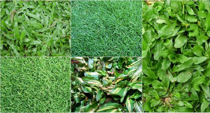 CAHAYA MK RESOURCES: Memilih Jenis Rumput Untuk Taman Anda