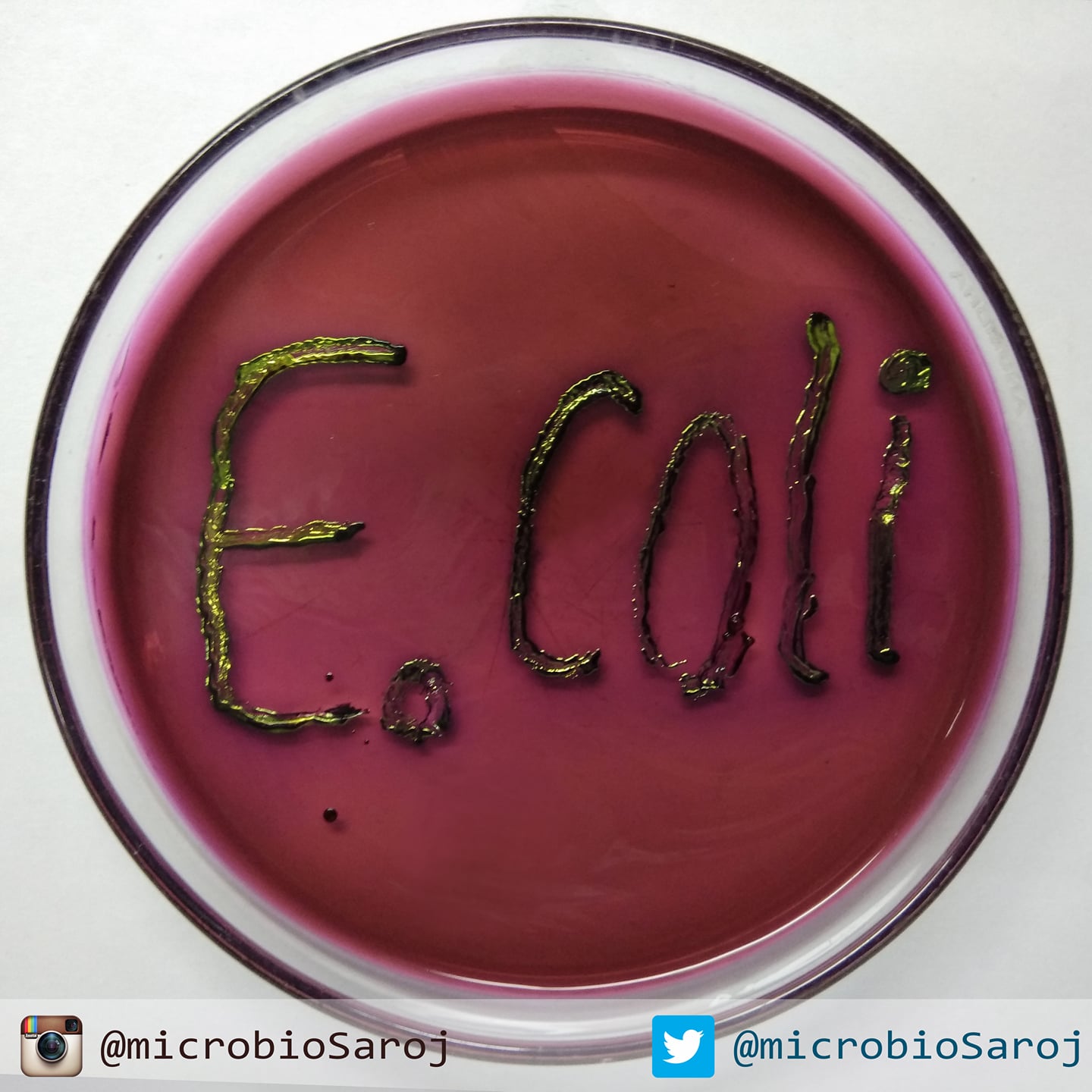 MICROBIOLOGY BLOG FOR STUDENTS (MBLOGSTU): Cultural and Biochemical ...