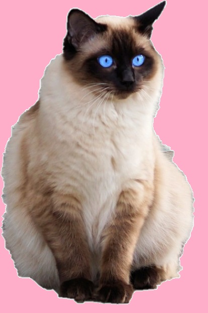 Tips Merawat Kucing Siam