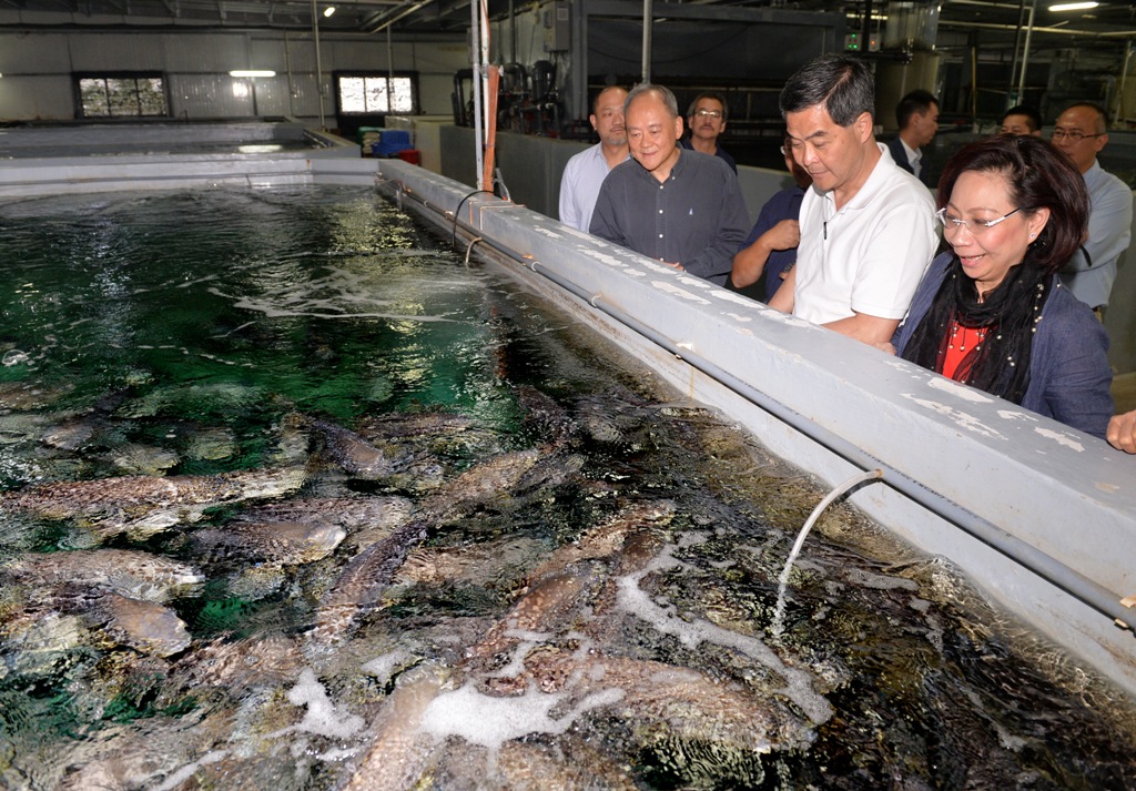 Method Used in Grouper Aquaculture