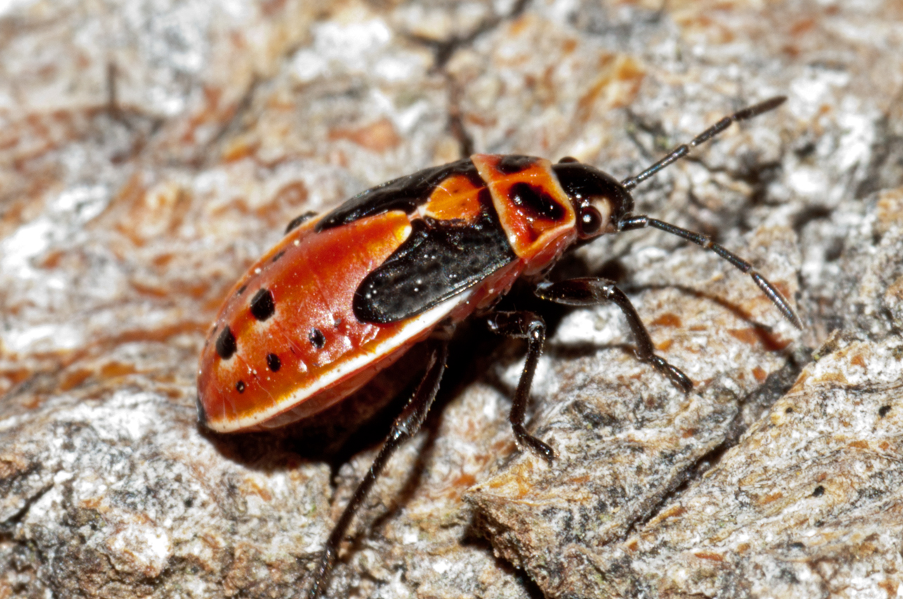 Milkweed Bug