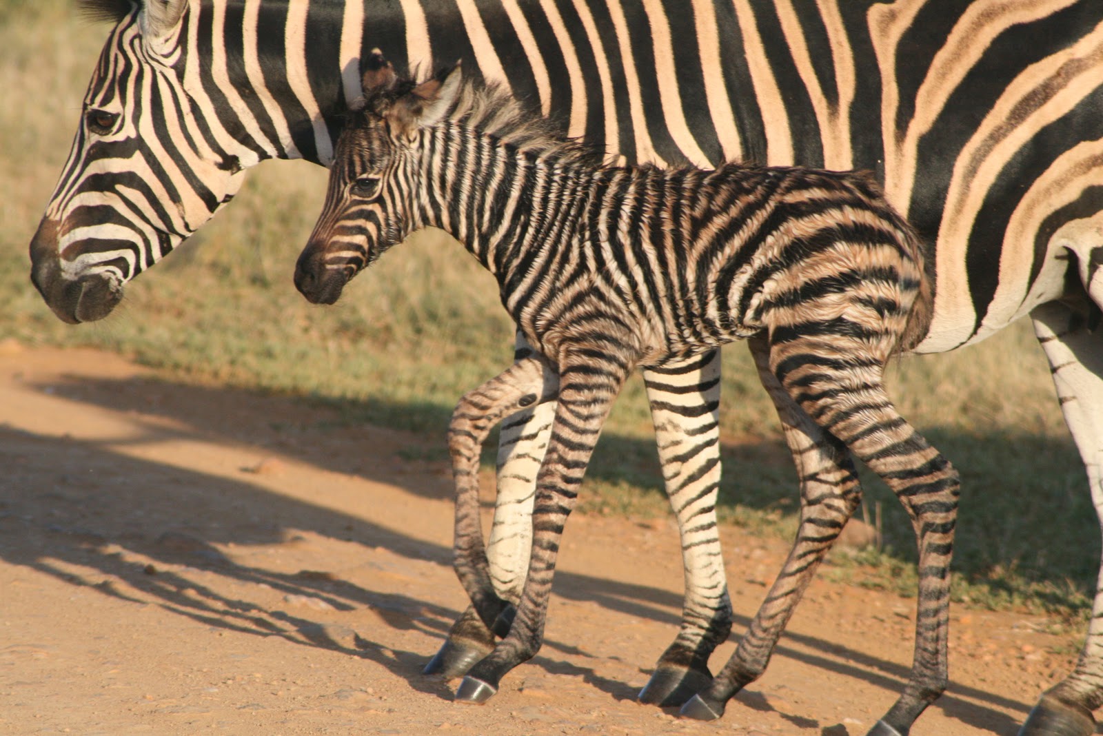 Cute Zebra Wallpapers 3