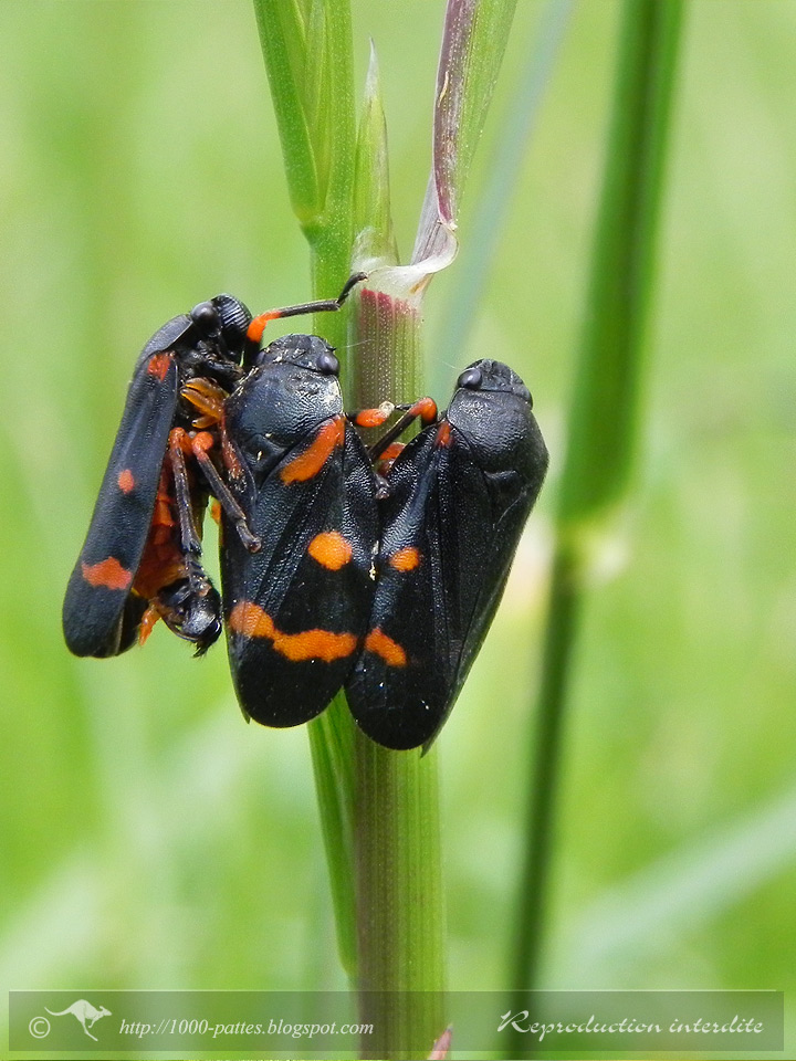 WILDLIFE GATEWAY: Cercopes à genoux rouges